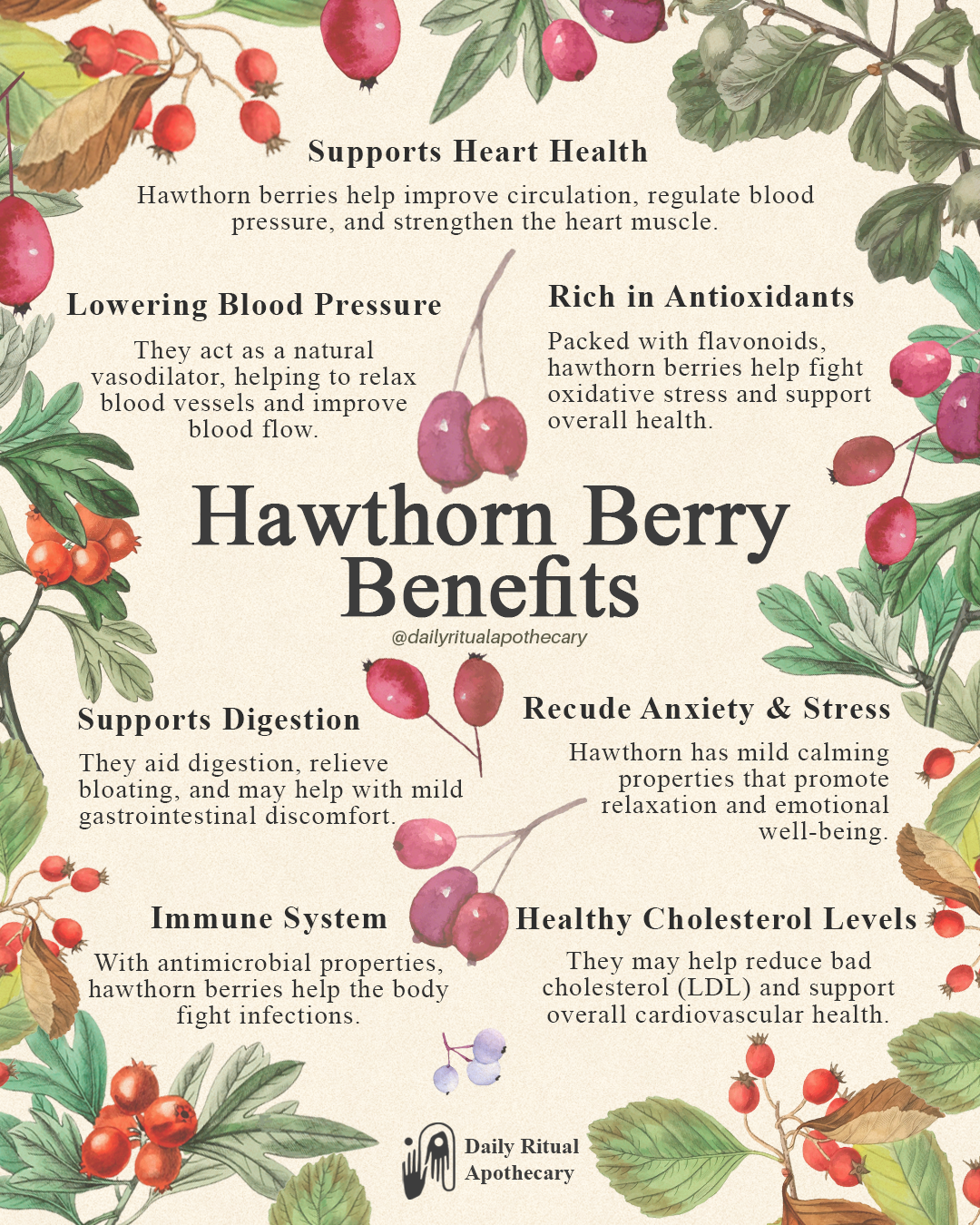Hawthorn Berry Benefits: A Heart-Loving Herb with Full-Body Support ...