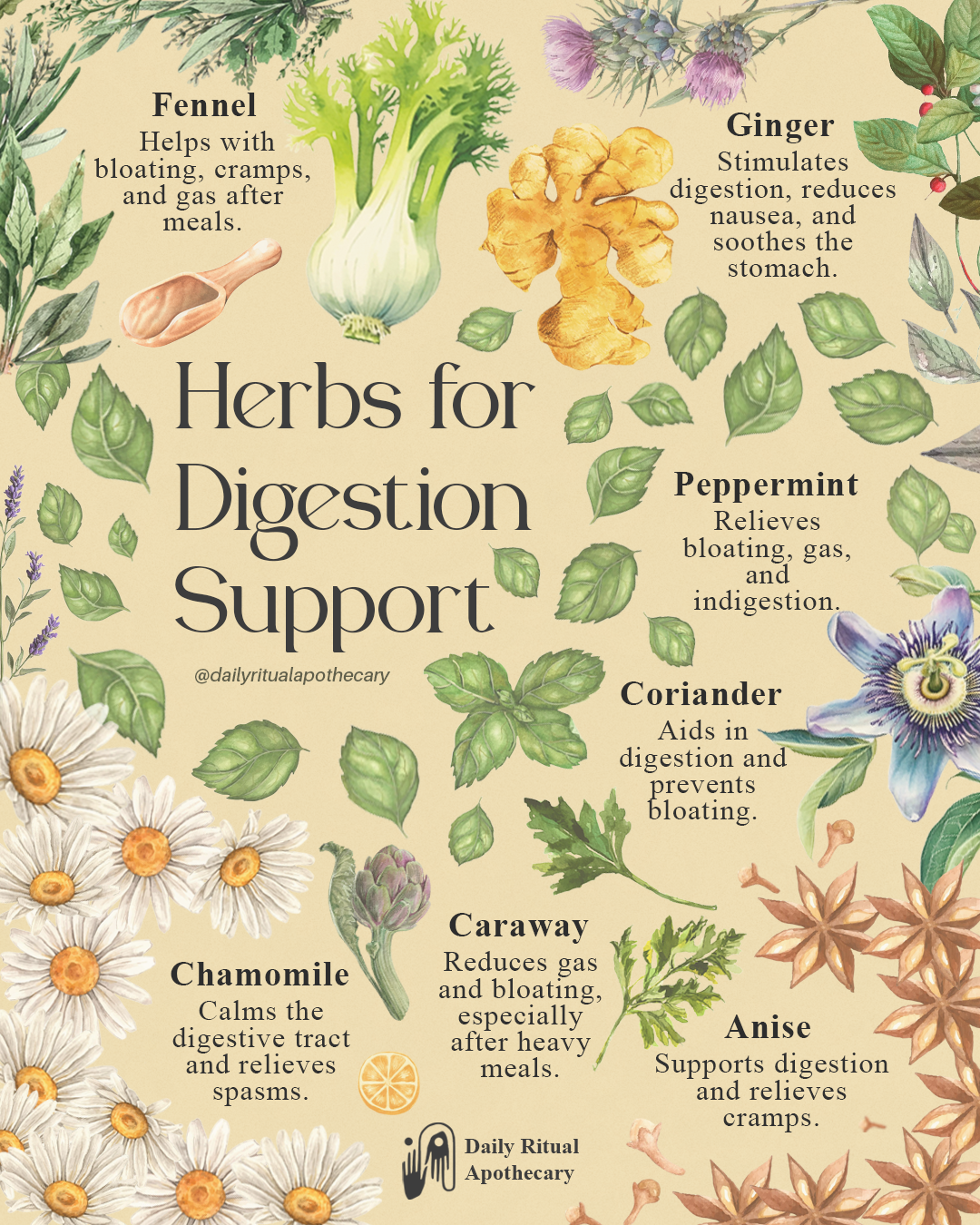 Herbs for Digestion Support: 7 Soothing Remedies for Bloating, Gas, an ...